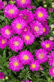 Kickin Amethyst Aster, Aster novae-angliae 'Amethyst', Monrovia Plant