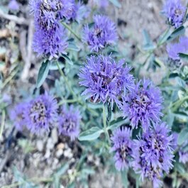 Coyote Mint, Monardella villosa, Monrovia Plant