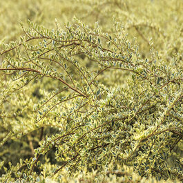 Variegated Box-Leaf Azara, Azara microphylla 'Variegata', Monrovia Plant