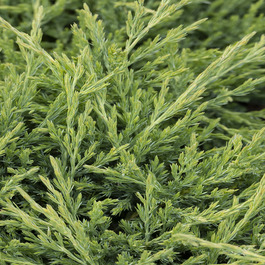 Youngstown Andorra Juniper, Juniperus horizontalis 'Youngstown'