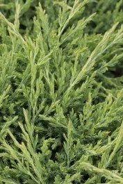 juniperus horizontalis neumann