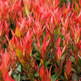 Leafscape™ Little Flames Leucothoe, Monrovia Plant