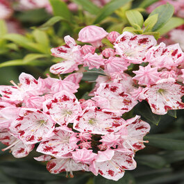 Minuet Mountain Laurel, Kalmia latifolia 'Minuet', Monrovia Plant