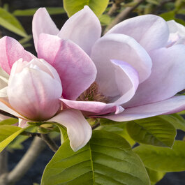 Rose Marie Magnolia, Magnolia 'Rose Marie', Monrovia Plant