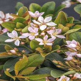 Eleanor Taber™ Indian Hawthorn, Rhaphiolepis indica 'Conor'