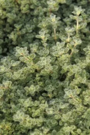 does wooly thyme spread