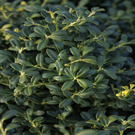 Soft Touch Compact Japanese Holly, Ilex crenata 'Soft Touch'