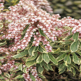 Passion Party™ Pink Frost Pieris, Pieris japonica 'Opstal 10' PP #23,481
