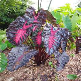 Redemption™ Elephant Ear, Colocasia esculenta 'Corede' PP #34,729