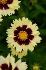 UpTick™ Cream & Red Coreopsis, Coreopsis x 'Balupteamed' PP #28,866