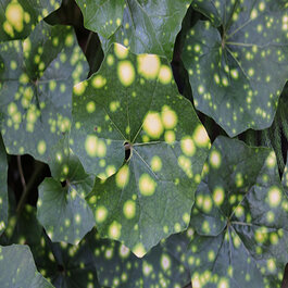 Firefly Leopard Plant, Farfugium japonicum 'Firefly', Monrovia Plant