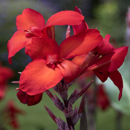 Cleopatra Red Canna, Canna 'Cleopatra Red', Monrovia Plant