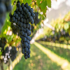 Eastern Concord Grape, Vitis labrusca 'Eastern Concord', Monrovia Plant