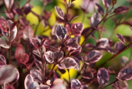 Magic Dragon New Zealand Myrtle, Monrovia Plant