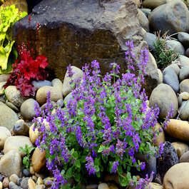 Nova® Blue Catmint, Nepeta 'Blue', Monrovia Plant