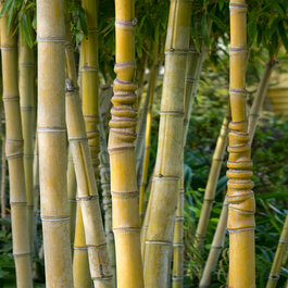 Golden Bamboo, Phyllostachys aurea, Monrovia Plant