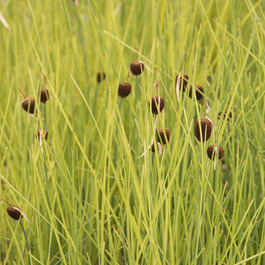 Miniature Cattail, Typha minima, Monrovia Plant