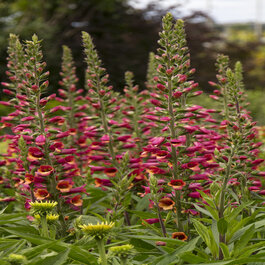 Foxlight™ Ruby Glow Foxglove, Digitalis x 'Takforugl' PP #25,640