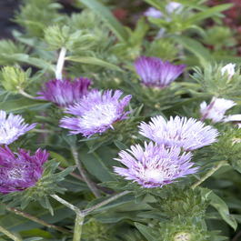 Color Wheel Stokes' Aster, Stokesia laevis 'Color Wheel', Monrovia Plant