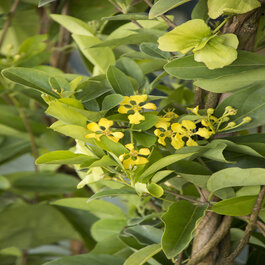 Butterfly Vine, Mascagnia macroptera, Monrovia Plant
