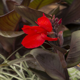 Tropicanna® Black Canna, Canna indica 'Lon01' PP #21,350, Monrovia Plant