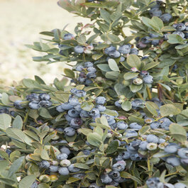 Bountiful Blue® Blueberry, Vaccinium corymbosum 'FLX-2' PP #19,381