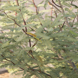 Leslie Roy Mesquite, Prosopis x 'Leslie Roy' PP #23,360, Monrovia Plant