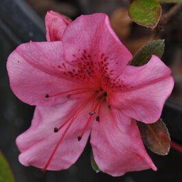 Girard's Renee Michelle Evergreen Azalea, Monrovia Plant