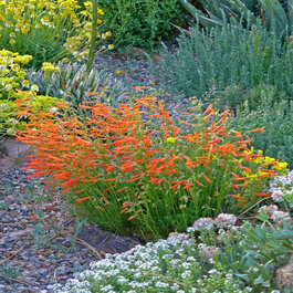 red pine leaf penstemon