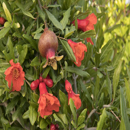Angel Red® Pomegranate, Punica granatum 'Smith', Monrovia Plant
