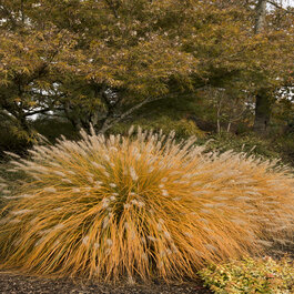 Dwarf Fountain Grass Pennisetum Alopecuroides Hameln Monrovia Plant