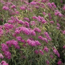Neon Flash Spirea, Spiraea japonica 'Neon Flash', Monrovia Plant