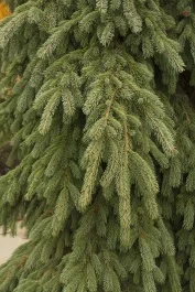 weeping white spruce root system