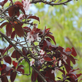 Dwarf Red Leaf Sand Cherry, Prunus x cistena, Monrovia Plant