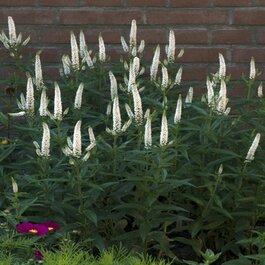 First Lady Veronica, Veronica longifolia 'Alllady' PP #23,271