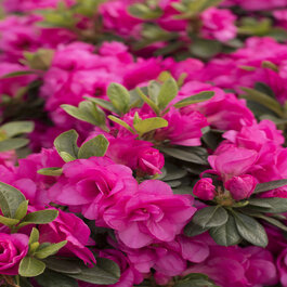 Happy Days Pink Azalea, Azalea indica 'Happy Days Pink', Monrovia Plant