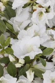 azalea arctic flush