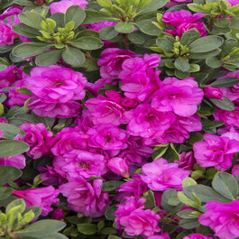 Happy Days Azalea, Azalea indica 'Happy Days', Monrovia Plant
