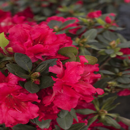 Red Ruffles Azalea, Azalea x 'Red Ruffles' (Rutherfordiana hybrid)