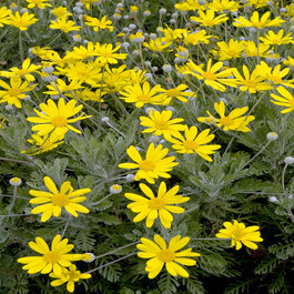 Dwarf Euryops, Euryops pectinatus 'Munchkin', Monrovia Plant