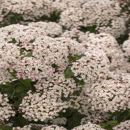 Compact Laurustinus, Viburnum tinus 'compactum', Monrovia Plant