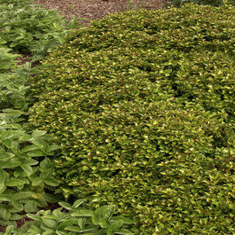Little Rascal® Holly (Male), Ilex x meserveae 'Mondo', Monrovia Plant