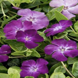 Wine Common Periwinkle, Vinca minor 'Atropurpurea', Monrovia Plant