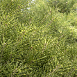 Golden Ghost Japanese Red Pine, Pinus densiflora 'Golden Ghost'