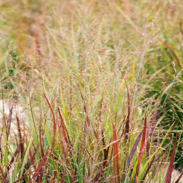 Heavy Metal Blue Switch Grass, Panicum virgatum 'Heavy Metal'
