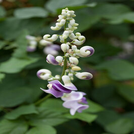 Snail Vine, Vigna caracalla, Monrovia Plant