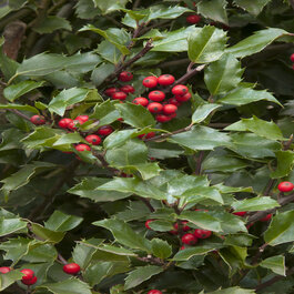 Blue Girl Holly, Ilex x meserveae 'Blue Girl', Monrovia Plant