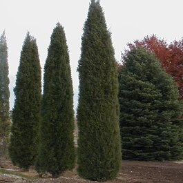 Taylor Juniper, Juniperus virginiana 'Taylor', Monrovia Plant