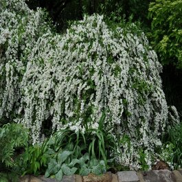 Miniature Snowflake Mock Orange, Monrovia Plant