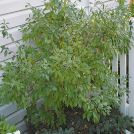 Jim Dandy Winterberry, Ilex verticillata 'Jim Dandy', Monrovia Plant
